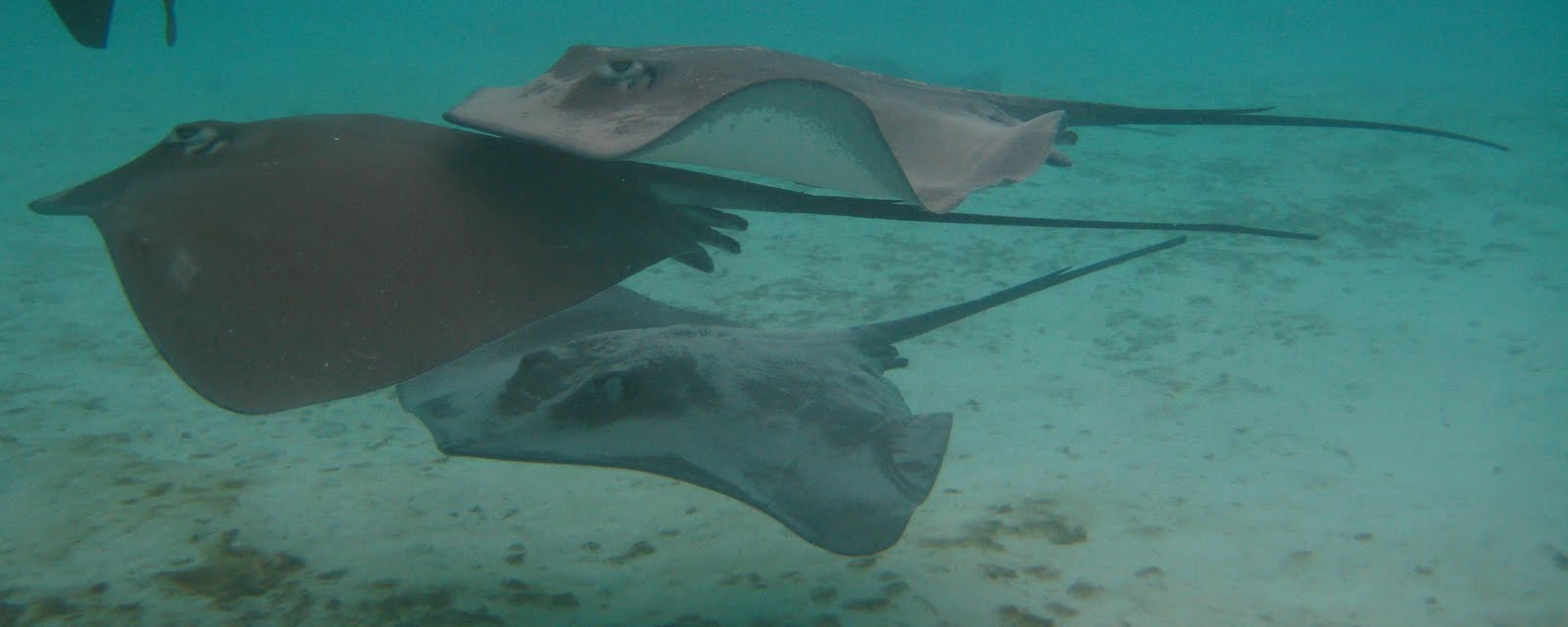 Deepwater Stingray Alchetron The Free Social Encyclopedia Deepwater Stingray Alchetron The Free Social Encyclopedia